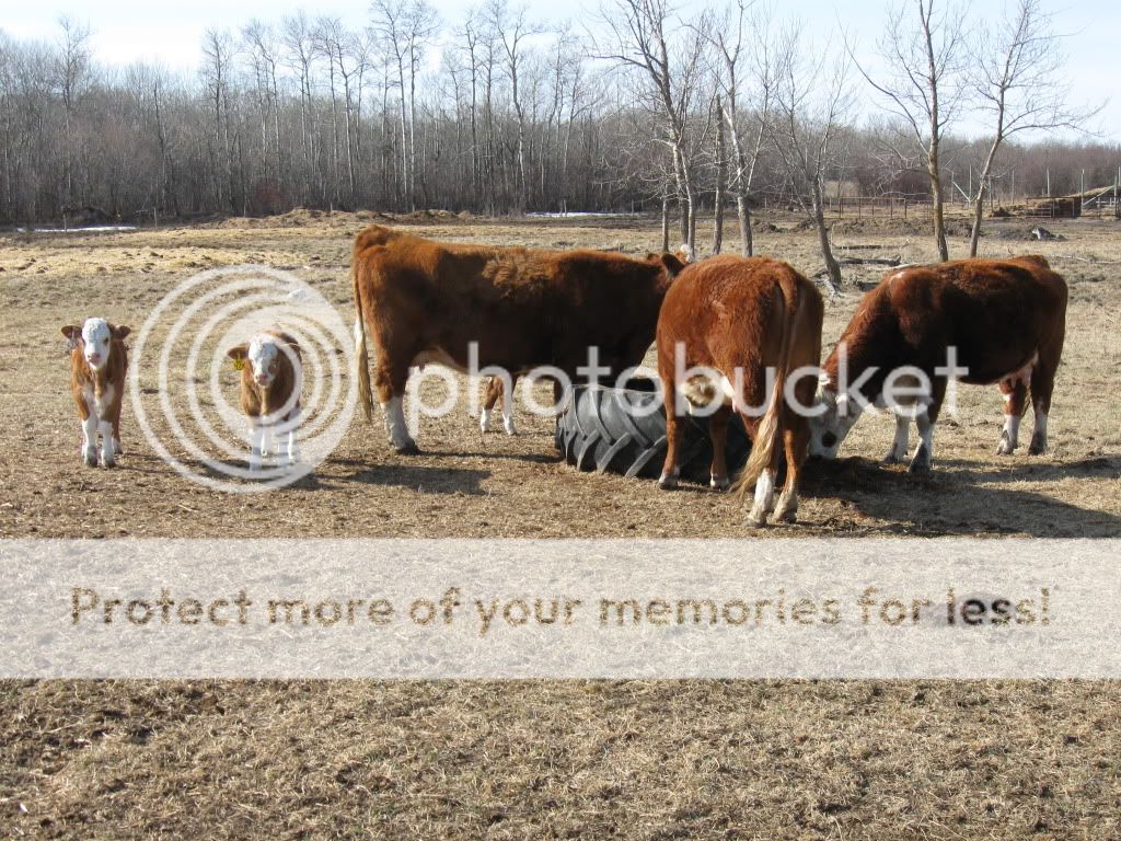 Spring Cattle Pics | The Combine Forum