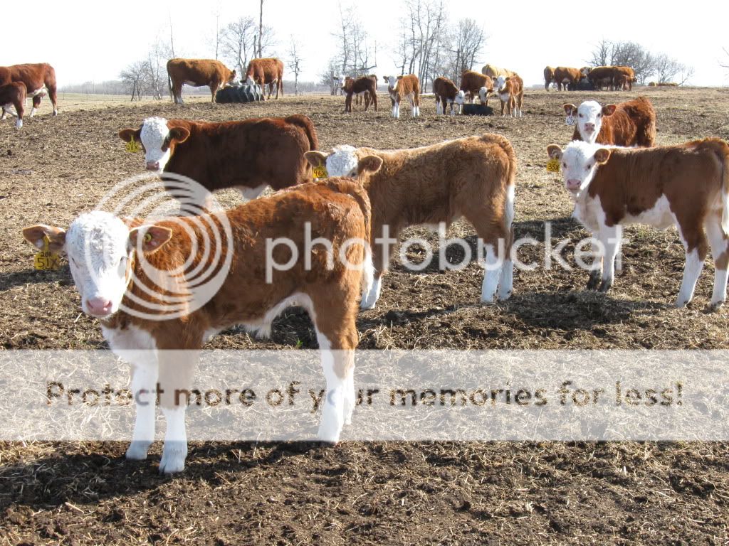 Spring Cattle Pics | The Combine Forum