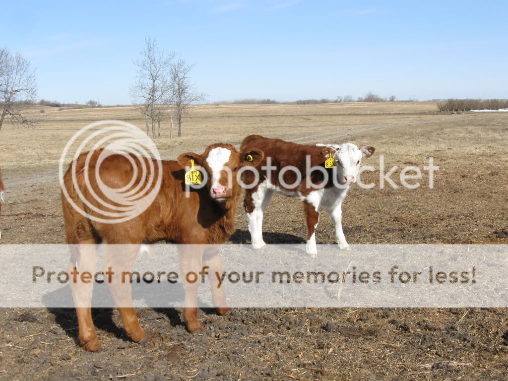 Spring Cattle Pics | The Combine Forum