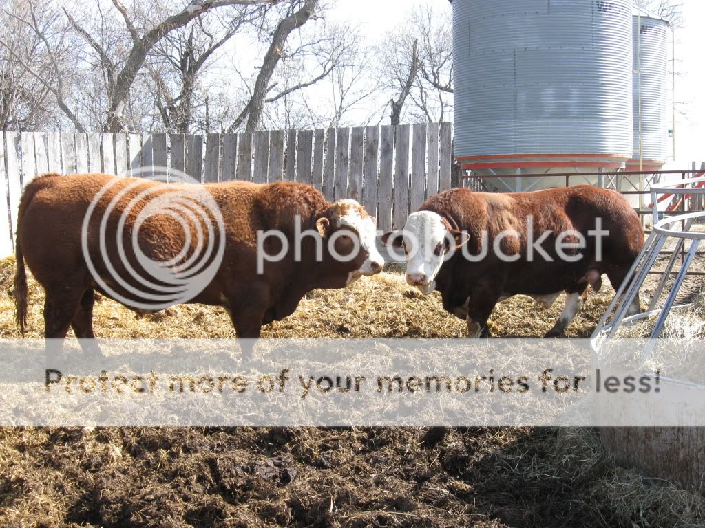Spring Cattle Pics | The Combine Forum