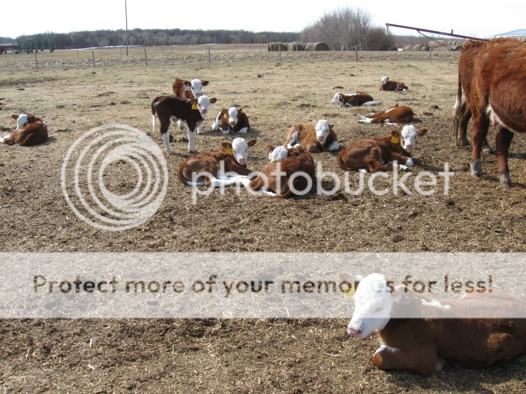 Spring Cattle Pics | The Combine Forum